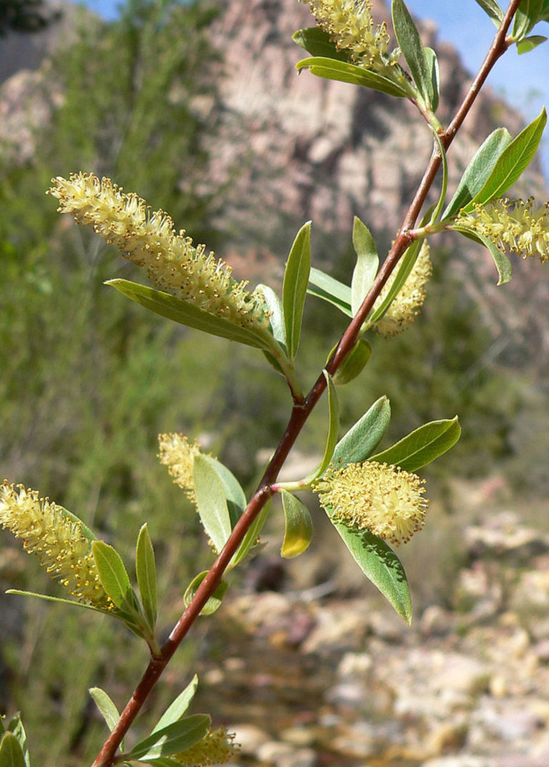 Goodding Willow - Keepers of the River